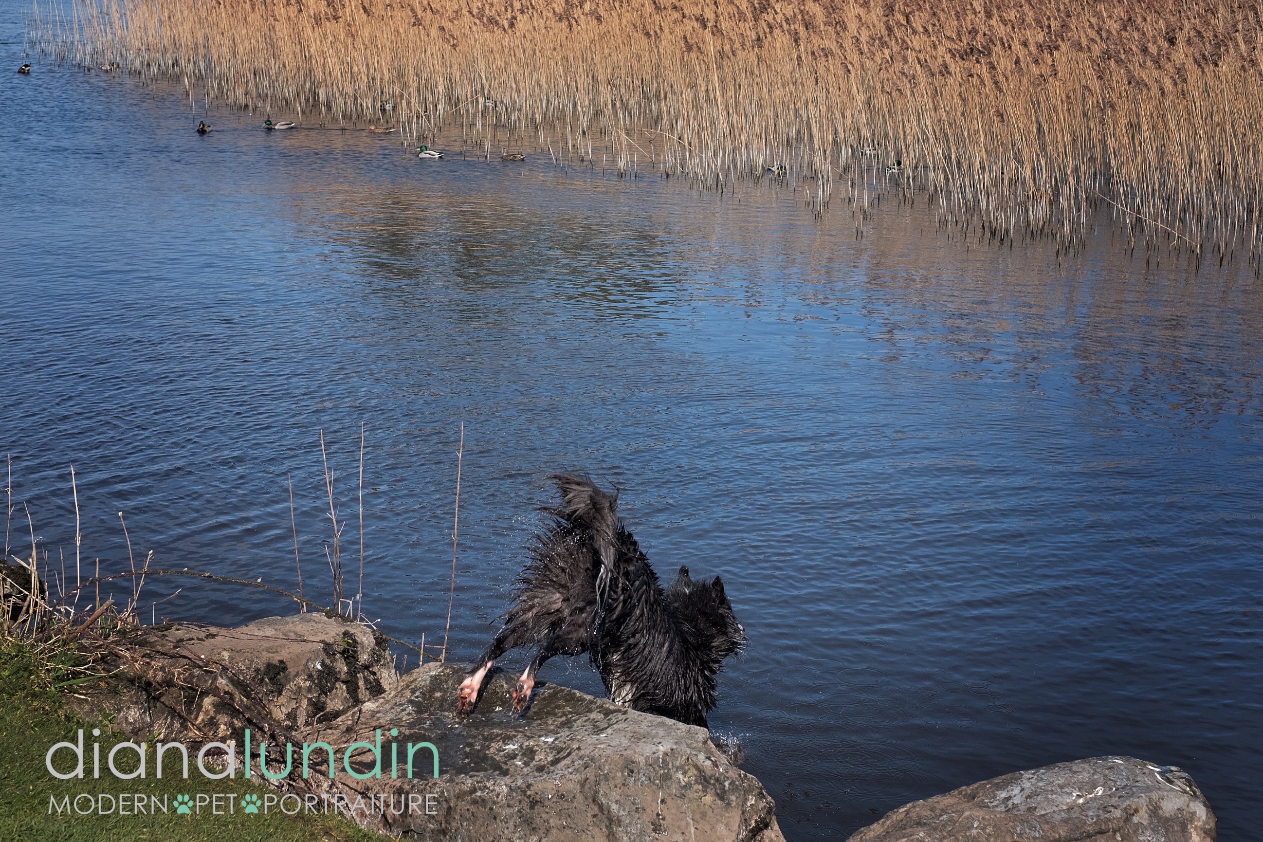 The Swimming Border Collie of Ross Castle