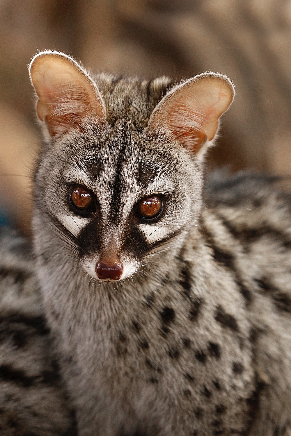 A portrait of a genet - Jim Zuckerman photography & photo tours
