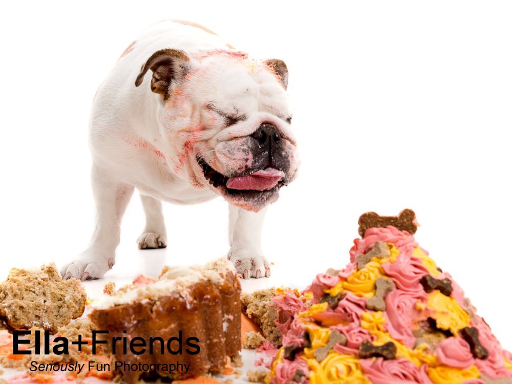 Smash Cake Photoshoot for Dogs Melbourne | Ella + Friends