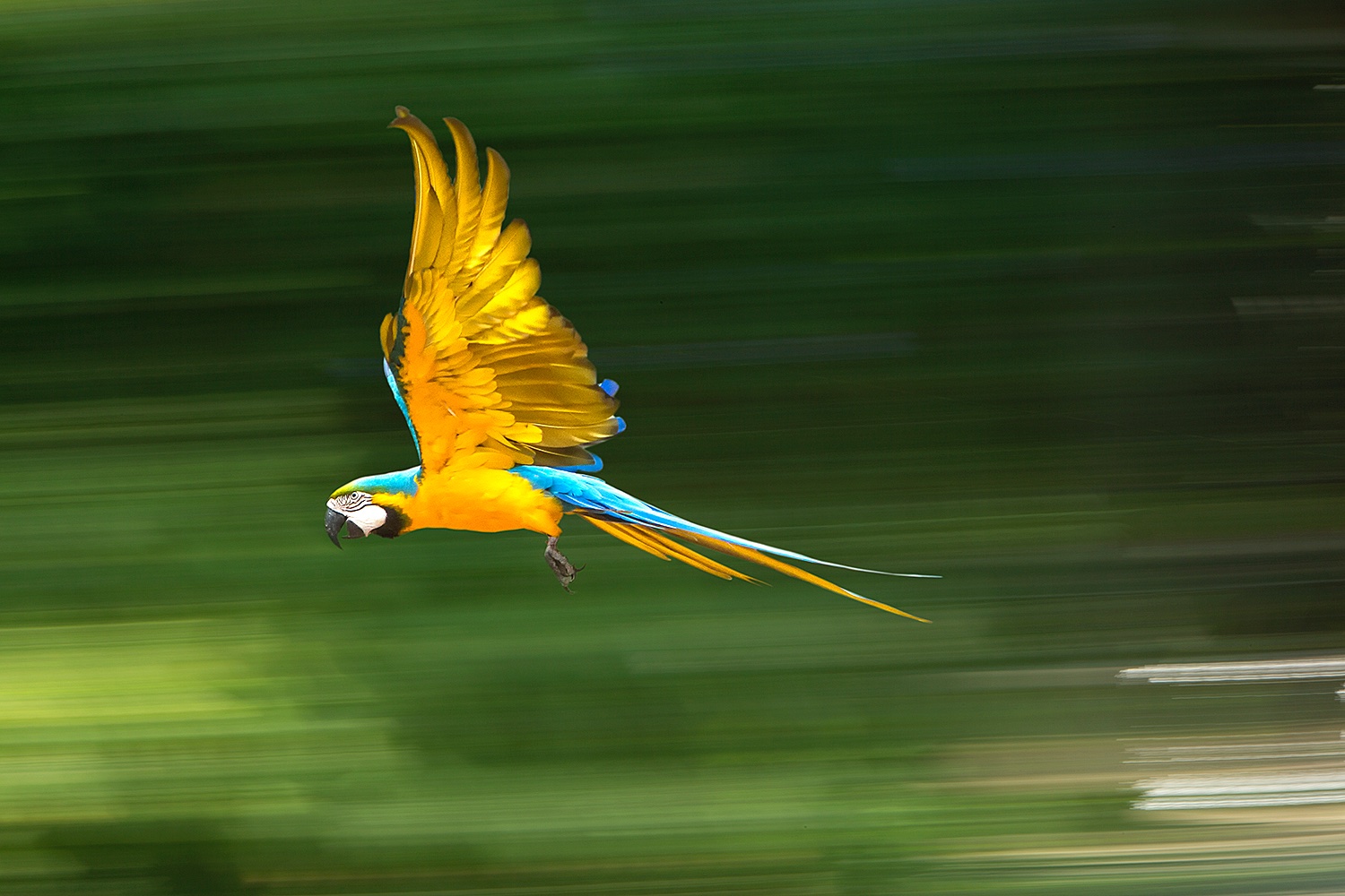 High speed action shots - Jim Zuckerman photography & photo tours