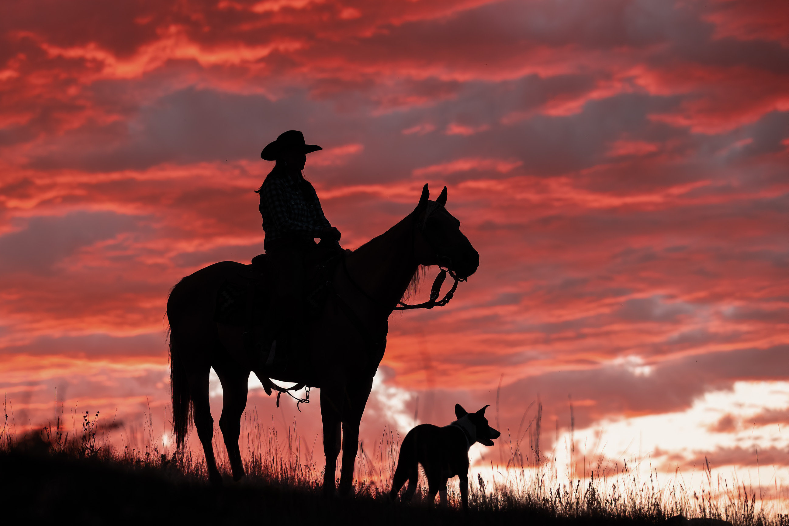 Dallas TX Equine & Equestrian Gallery | Penny Whistle Photography