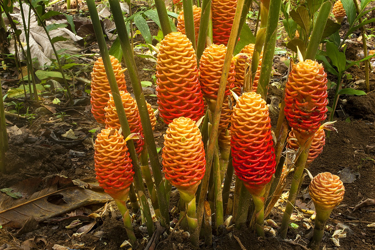 New World Rainforest - Jim Zuckerman photography & photo tours