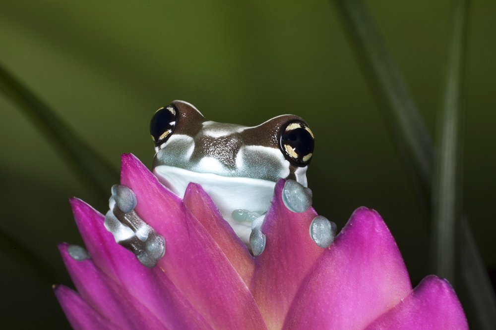 Lovable Frogs - Jim Zuckerman photography & photo tours