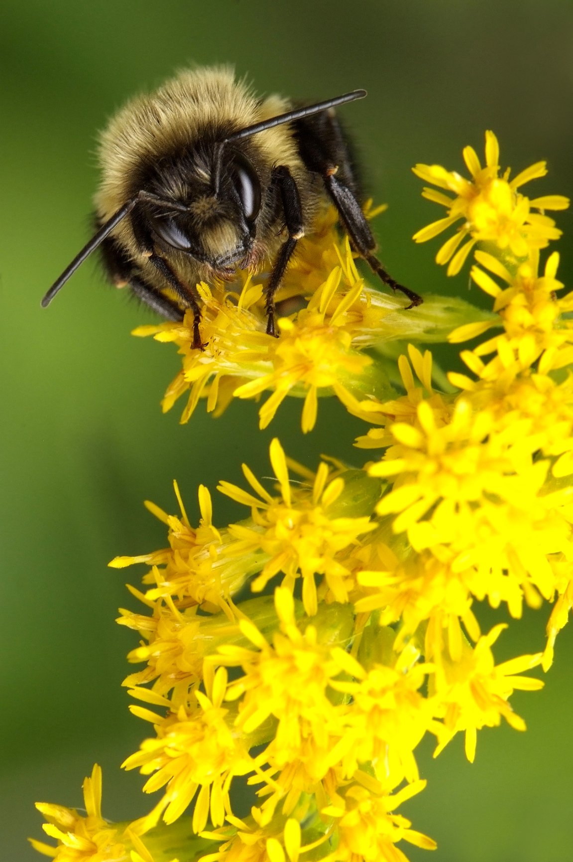 Critters by Mike Moats | Award Winning Macro Photographer | Sterling, MI