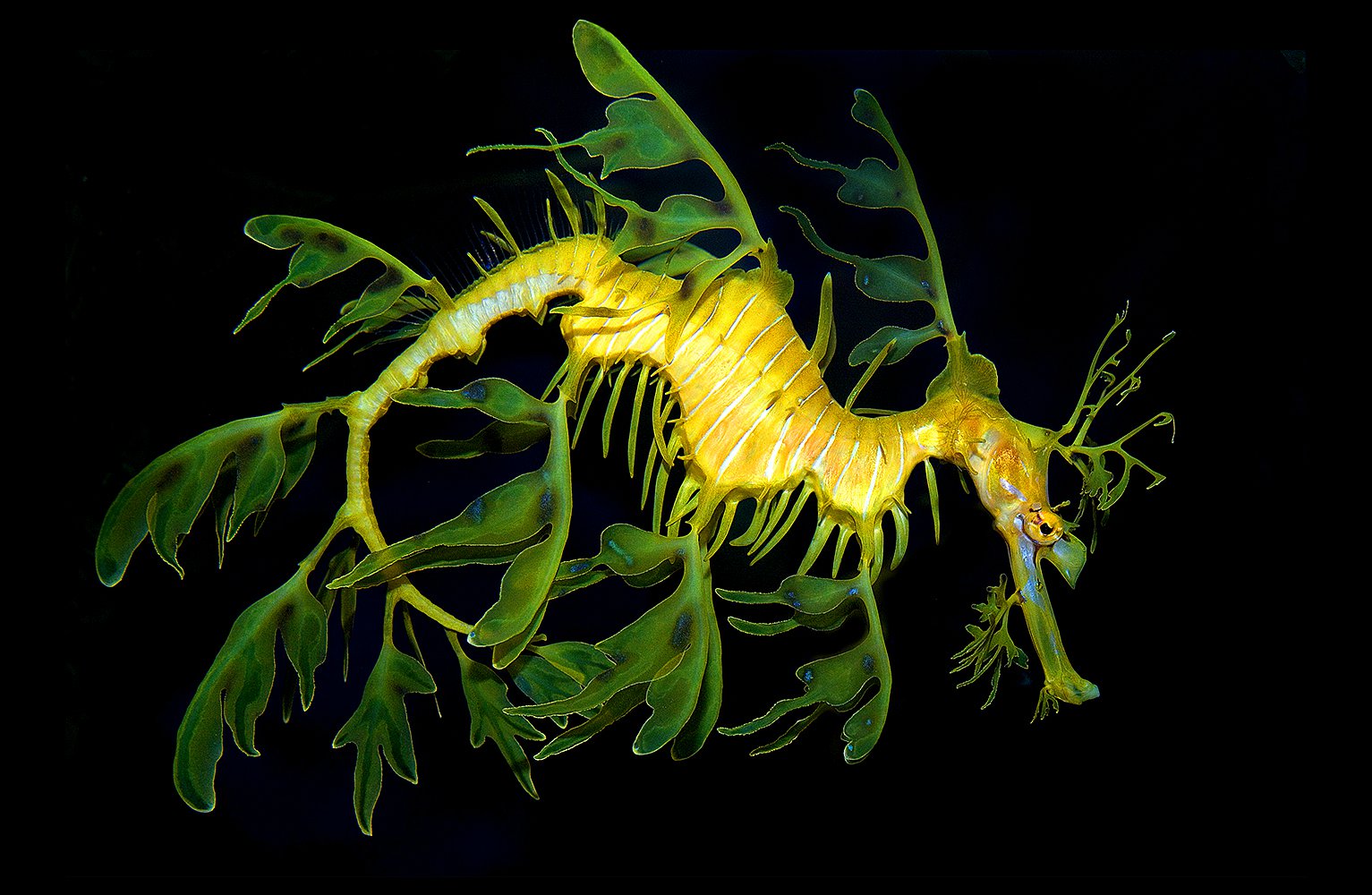 An amazing marine creature - Jim Zuckerman photography & photo tours