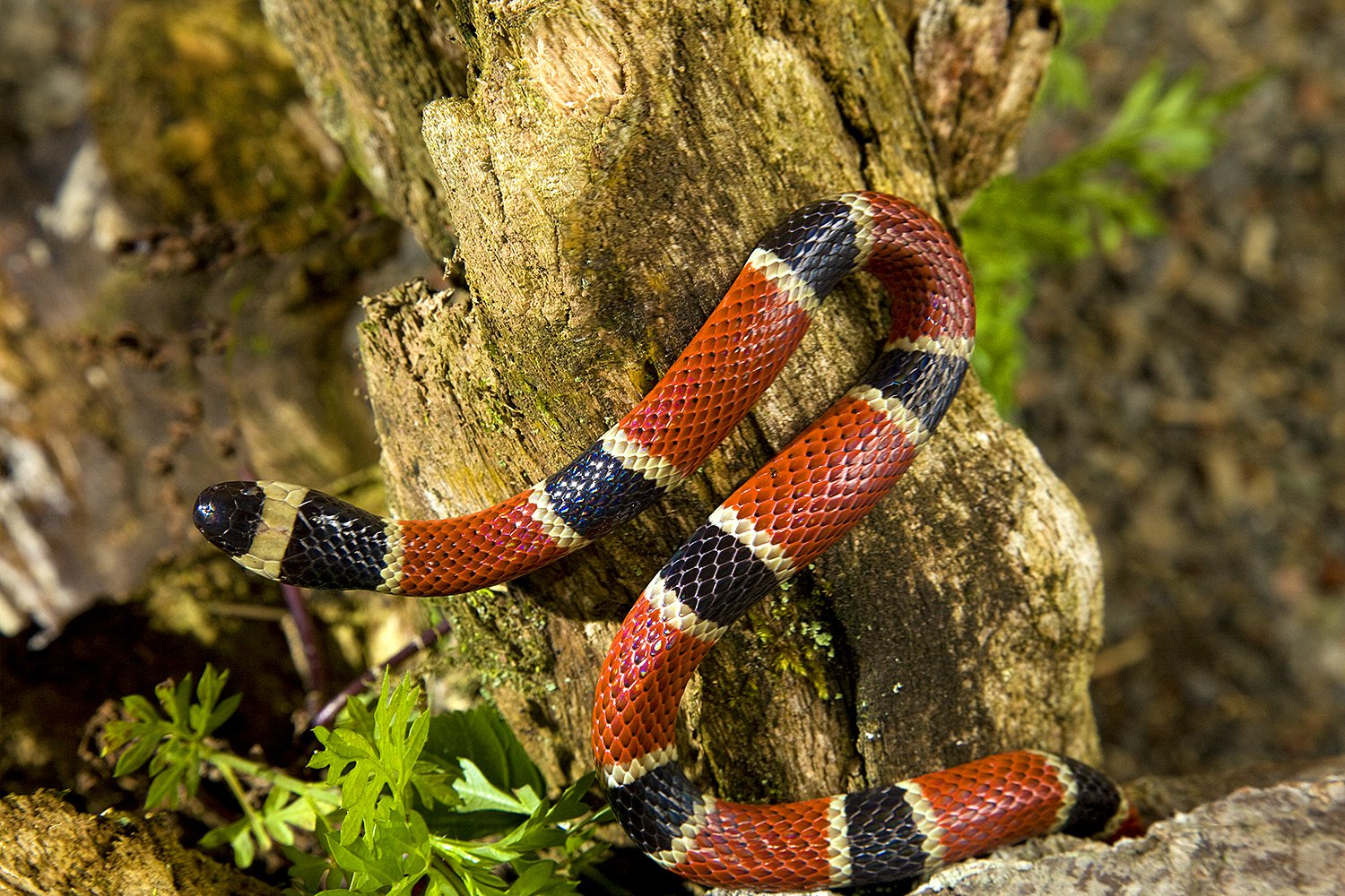 New World Rainforest - Jim Zuckerman photography & photo tours