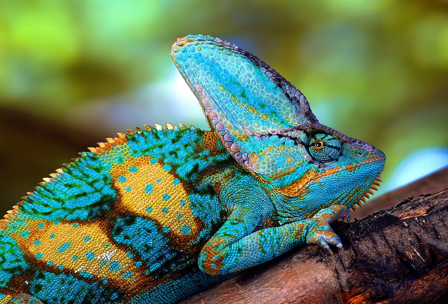 Reptiles and Other Exotics - Jim Zuckerman photography & photo tours