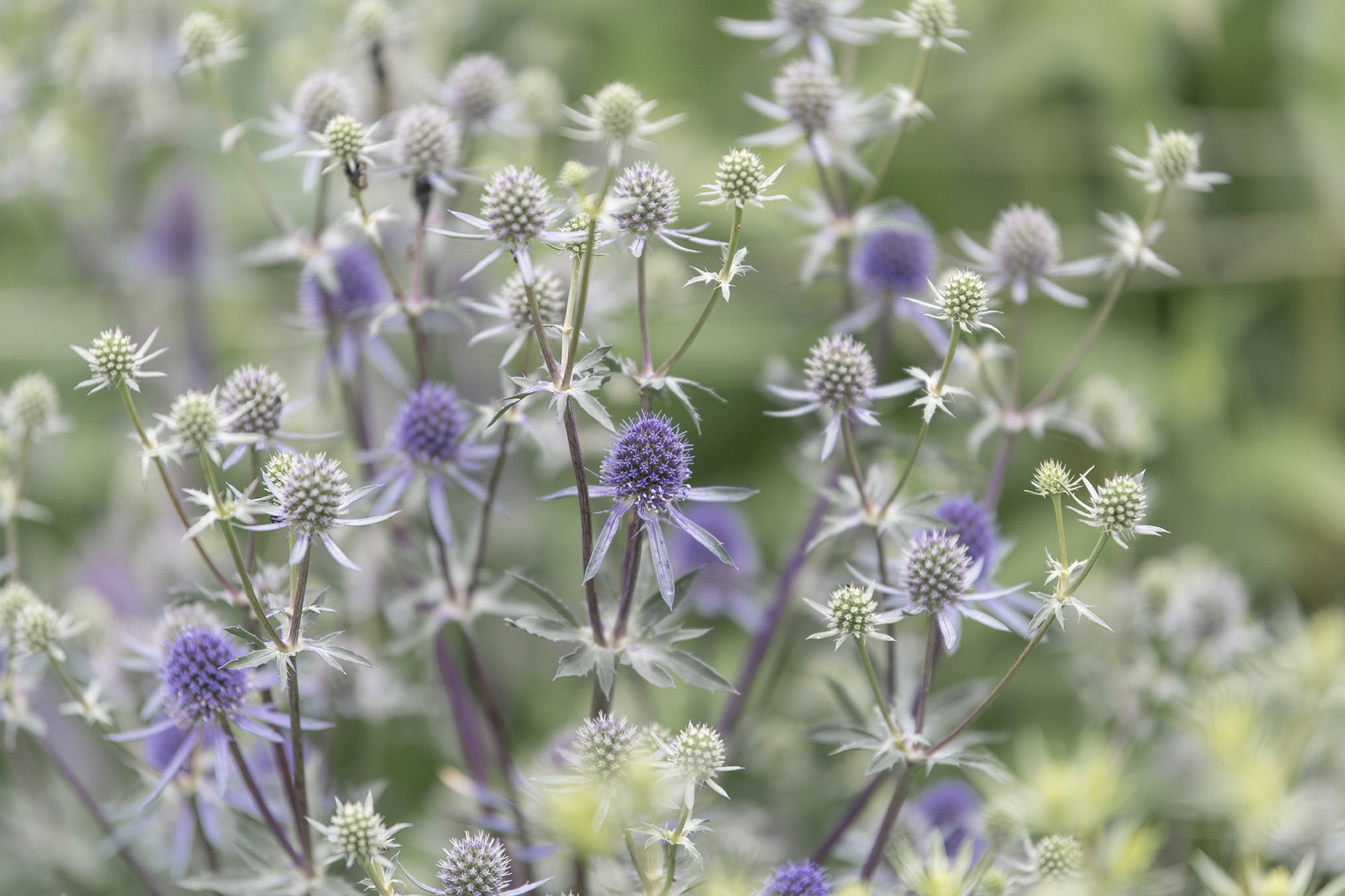 FLOWER GALLERY | Susan Phelps flower photography | Wokingham