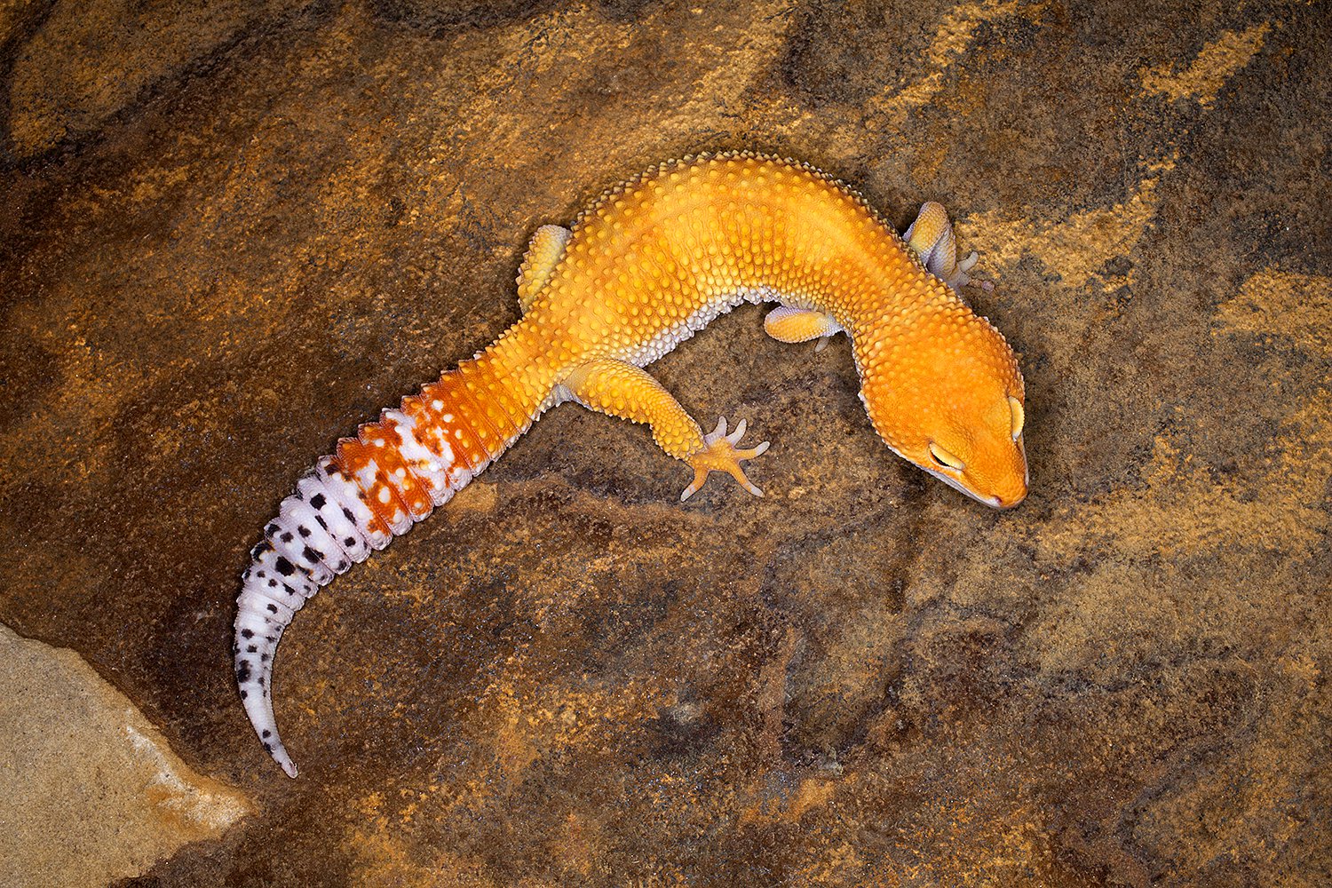 Reptiles and Other Exotics - Jim Zuckerman photography & photo tours