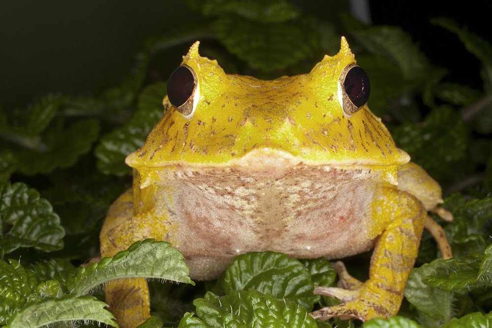 Lovable Frogs - Jim Zuckerman photography & photo tours