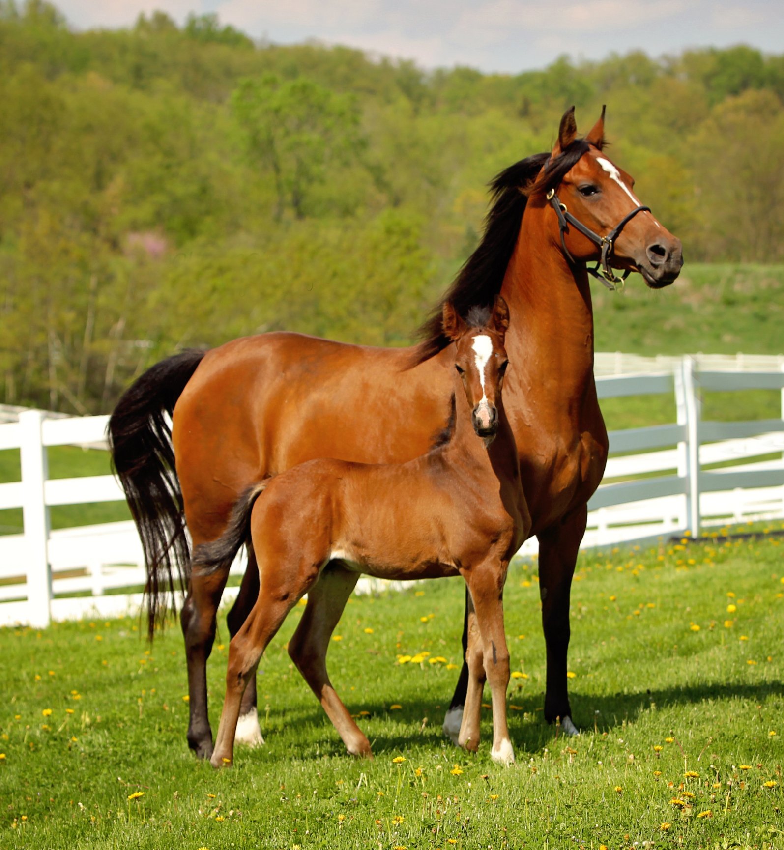 EQUINE - Tri Color Photography