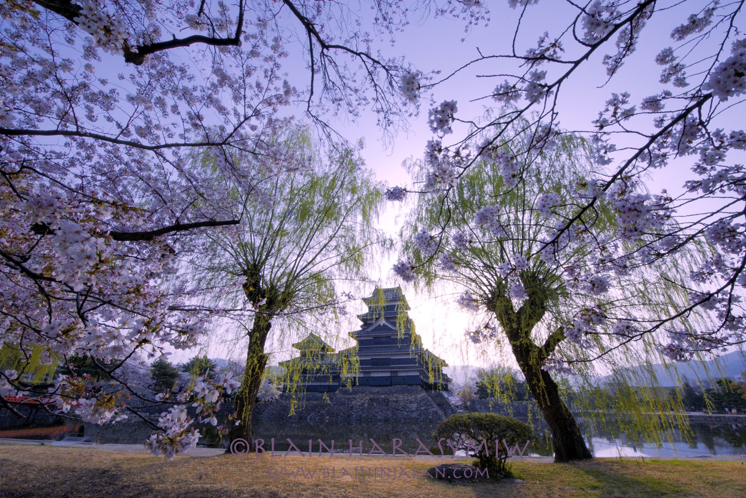 Hanami - Cherry Blossom Viewing Gala - Blain Harasymiw Photography