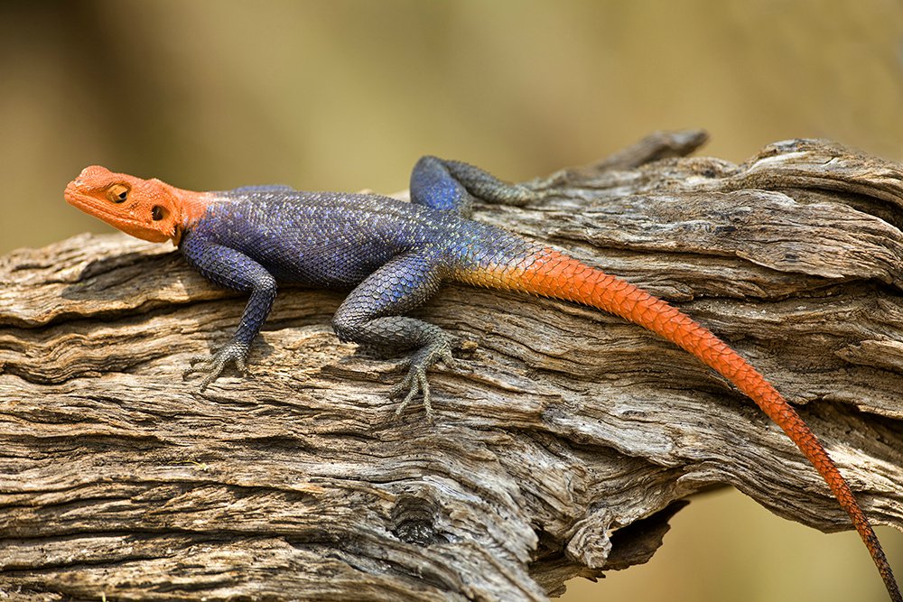 Agama Lizard Taken With A 500mm Jim Zuckerman Photography Photo Tours