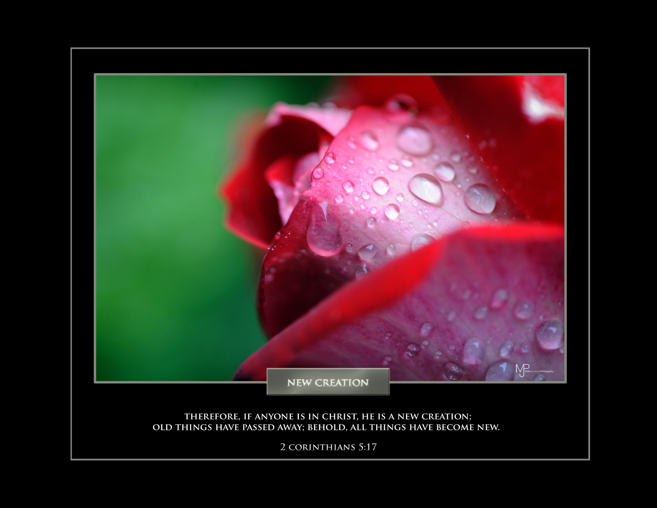 New Creation Rose - Mallory Jackson Photography