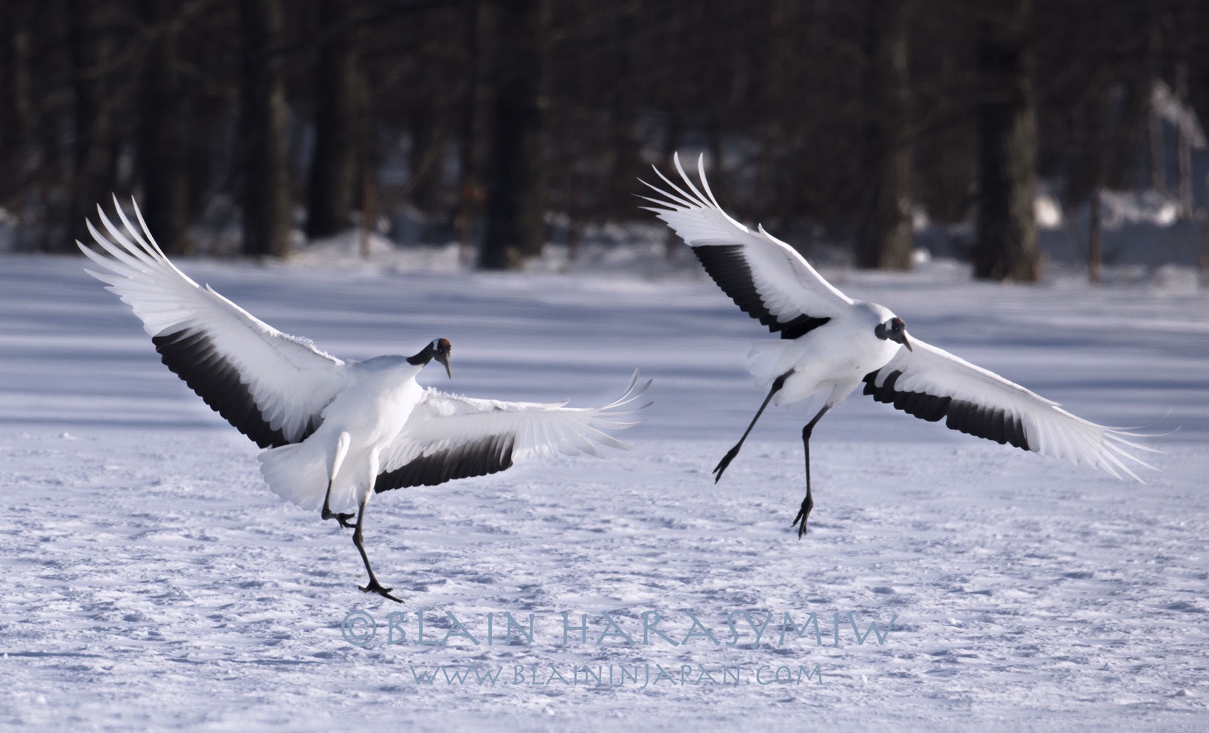 The Endangered Red Crowned Crane - Blain Harasymiw Photography