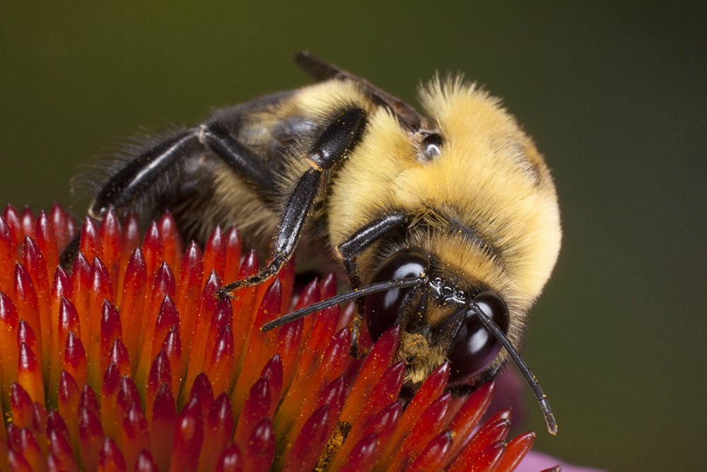 Insects - Jim Zuckerman photography & photo tours