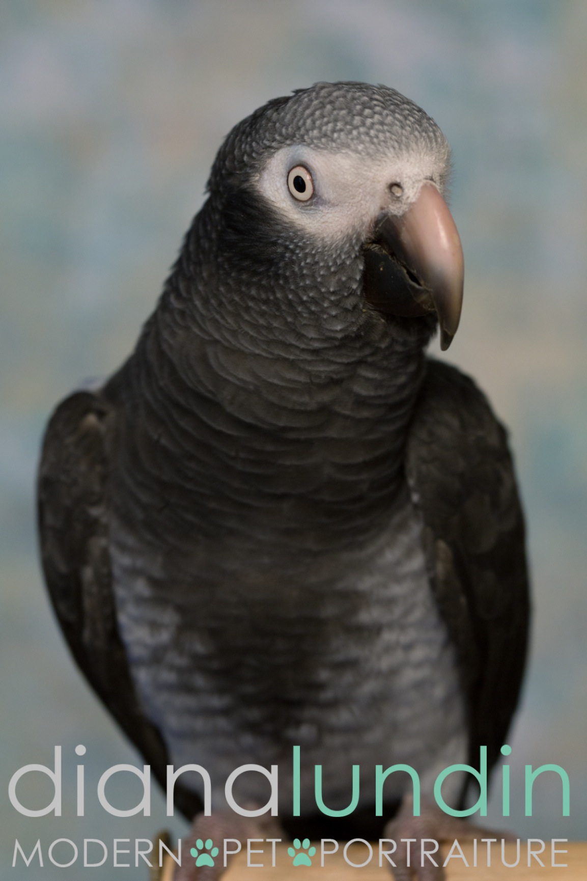 Cedric the African Grey Parrot - Los Angeles Pet Photography of Diana ...