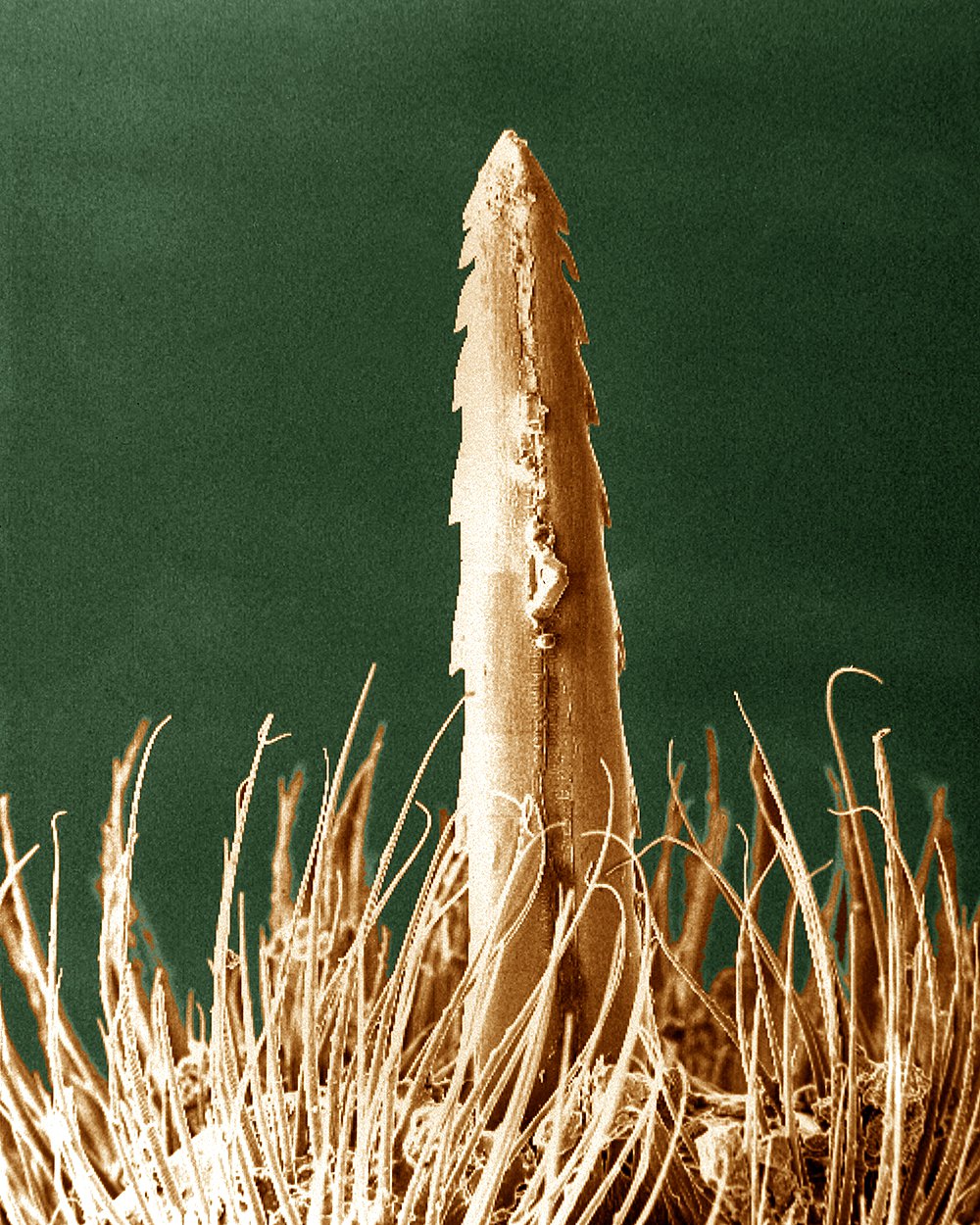 Scanning Electron Microscope - Jim Zuckerman photography & photo tours