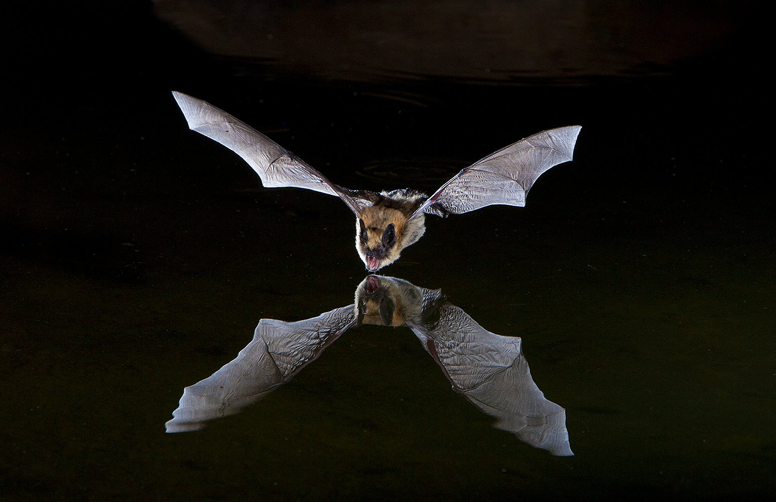 North American Wildlife - Jim Zuckerman photography & photo tours