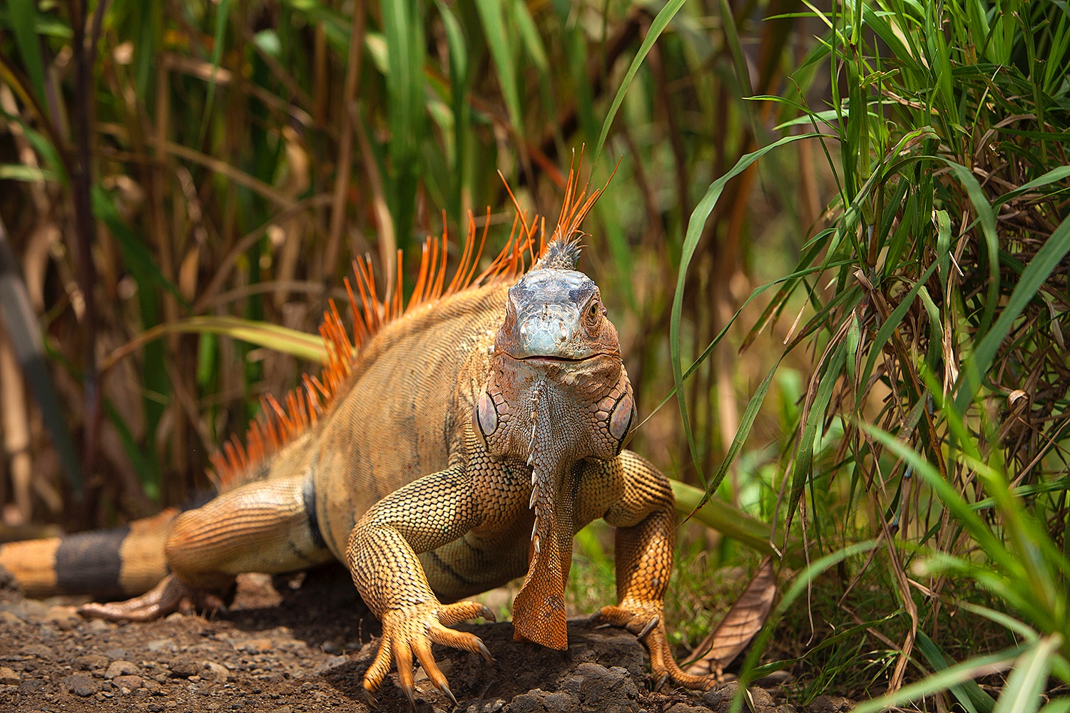 Focus on the eyes - Jim Zuckerman photography & photo tours