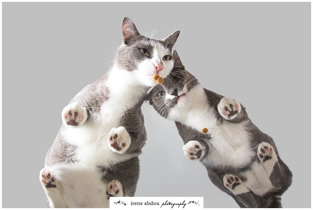 Maryland Pet Photography-Dog, Cat, Horse Photography