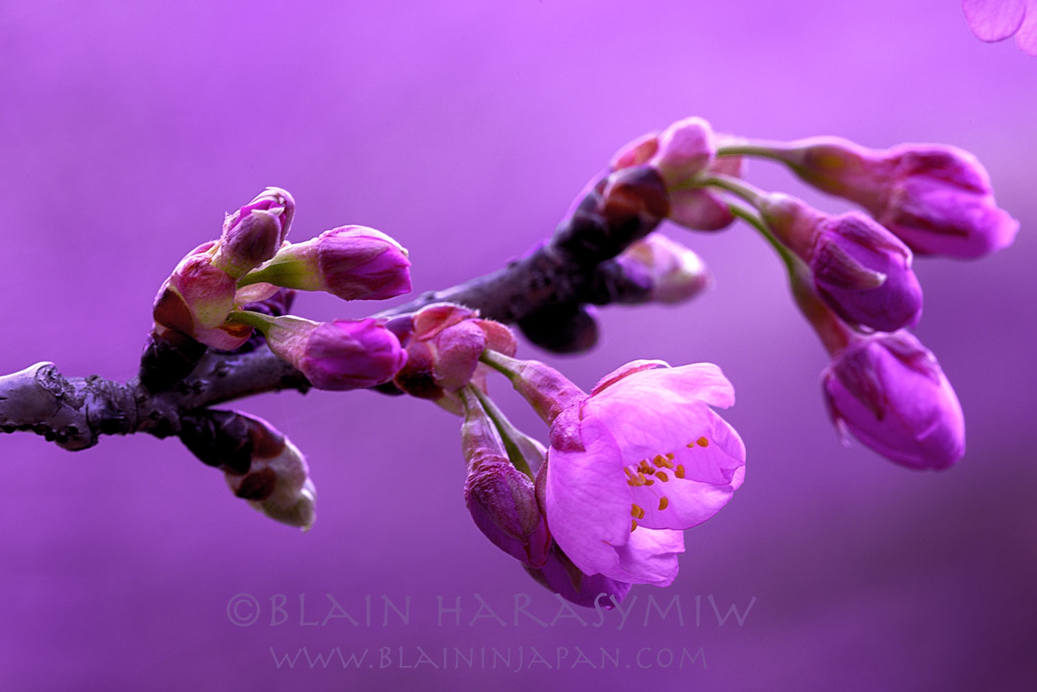 Cherry Blossoms - Blain Harasymiw Photography