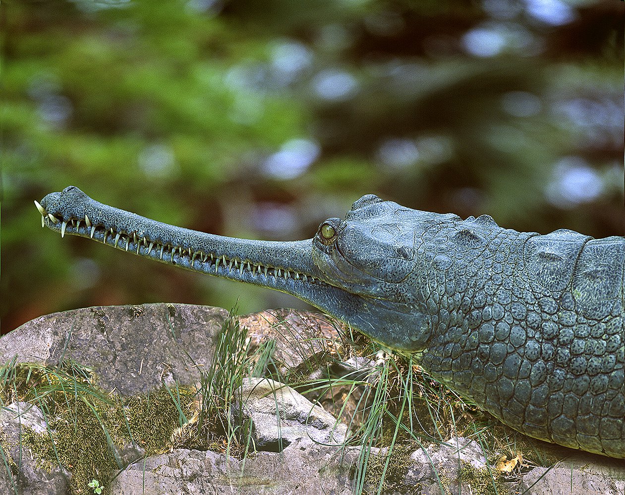 Reptiles and Other Exotics - Jim Zuckerman photography & photo tours