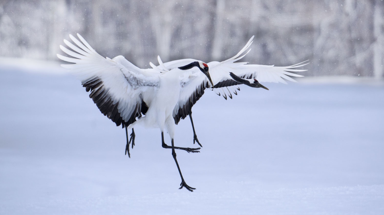 Red-Crowned Crane - Hokkaido Japan