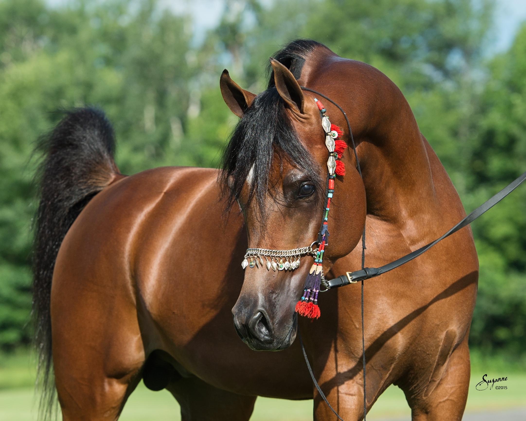 signature collection gallery - EQUINE PHOTOGRAPHY by SUZANNE, Inc.