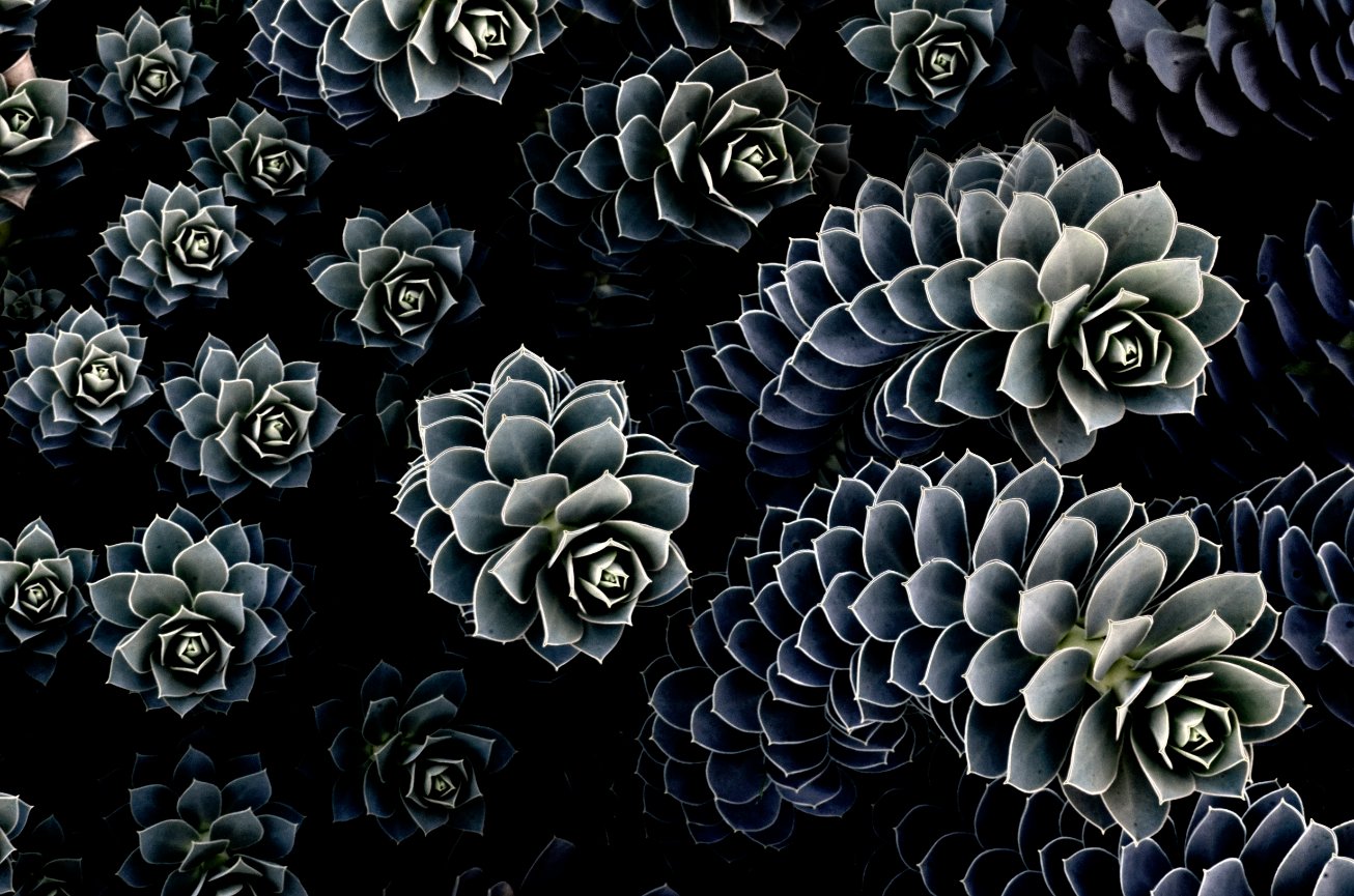 Mike Moats | Award Winning Macro Photographer | Sterling, MI