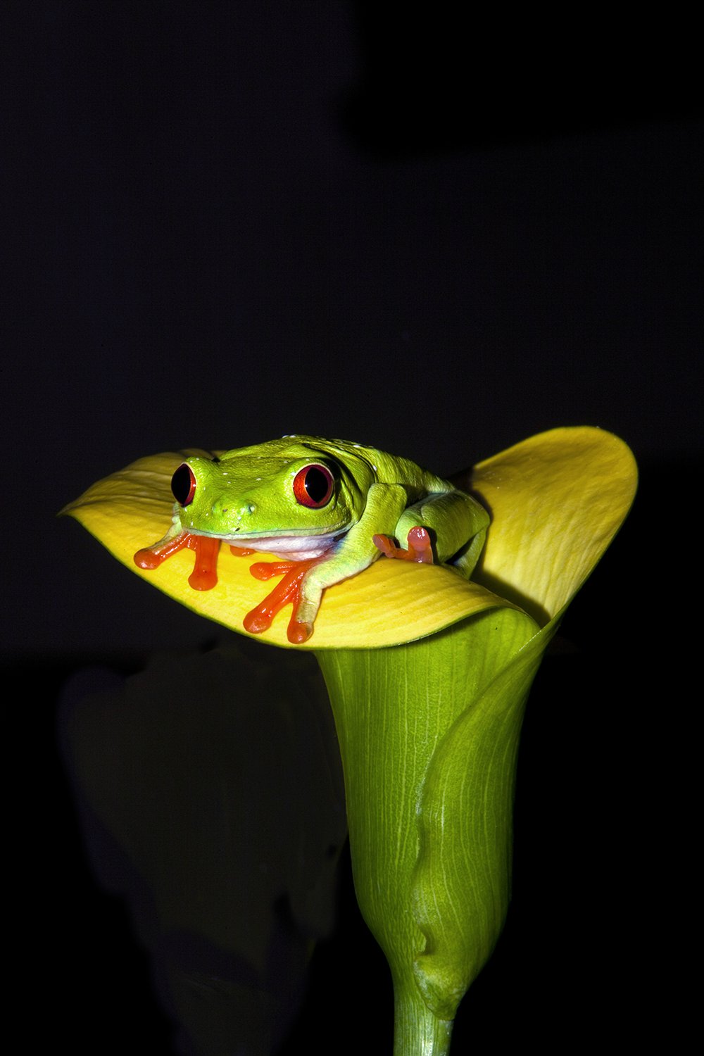 Lovable Frogs - Jim Zuckerman photography & photo tours