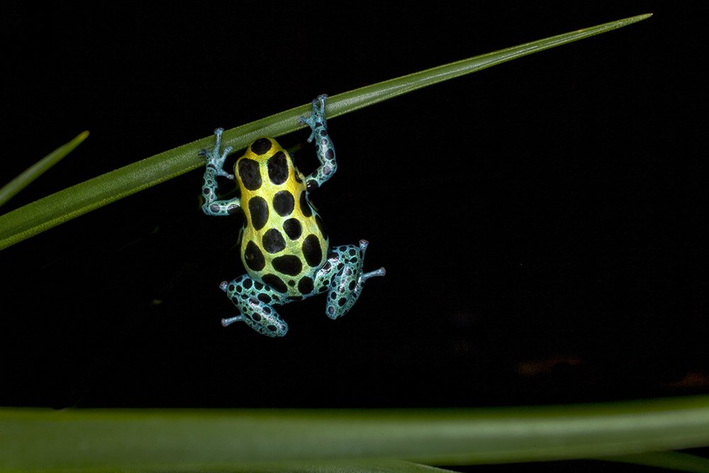 Lovable Frogs - Jim Zuckerman photography & photo tours