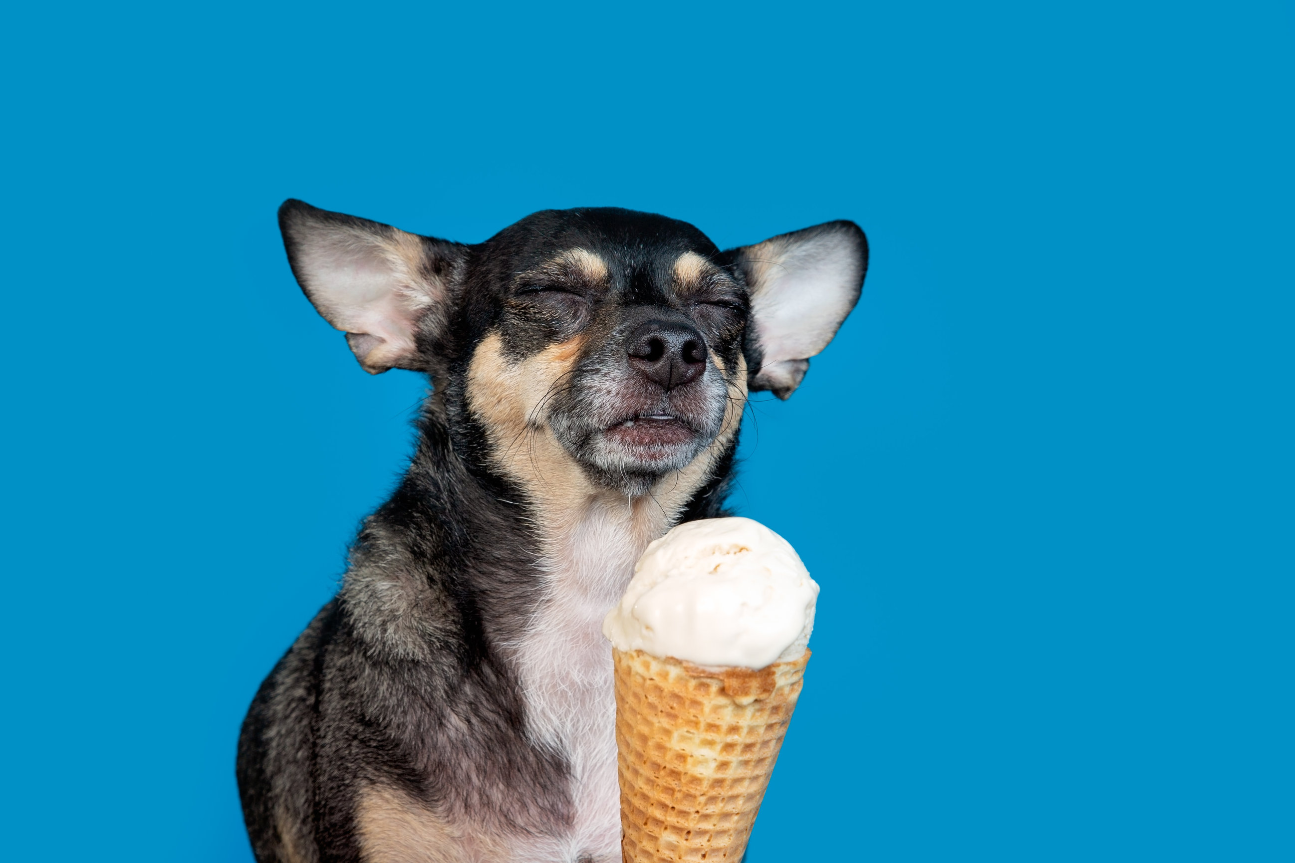 DOGS VS ICE CREAM - Los Angeles Pet Photography of Diana Lundin