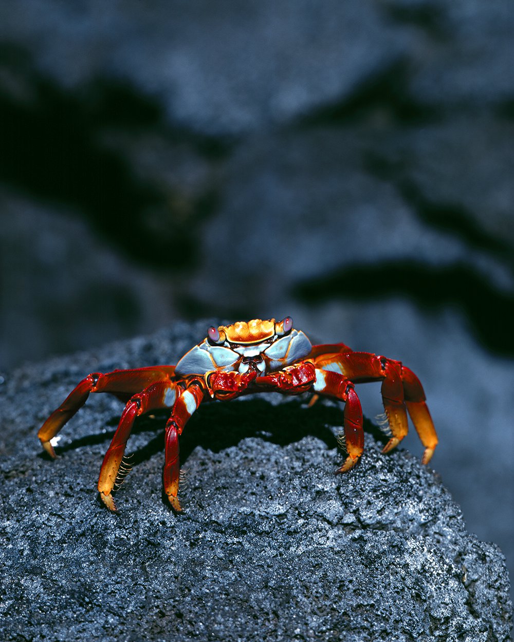 Galapagos Islands - Jim Zuckerman photography & photo tours