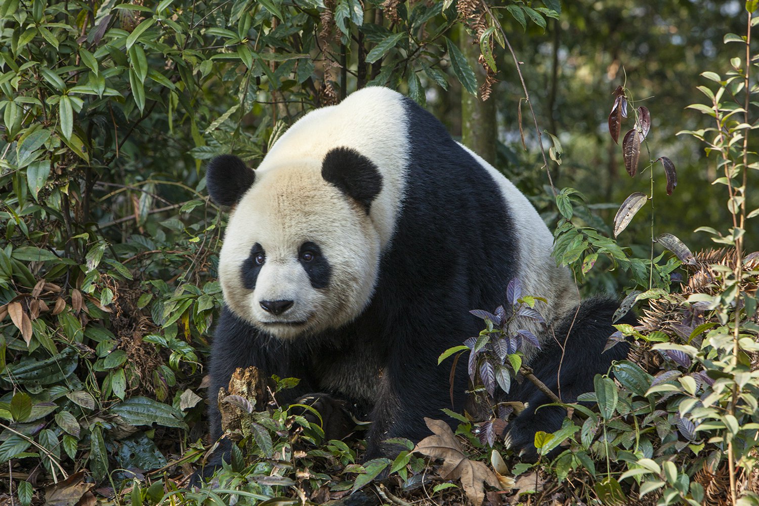 China - Jim Zuckerman photography & photo tours