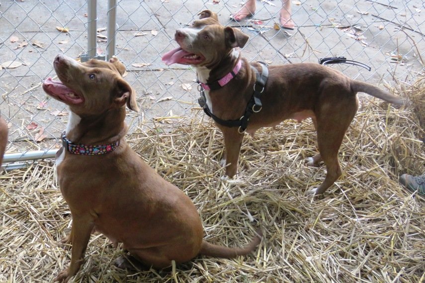 Our Kennel Kru Dogs - Break the Chain Kennel Kru