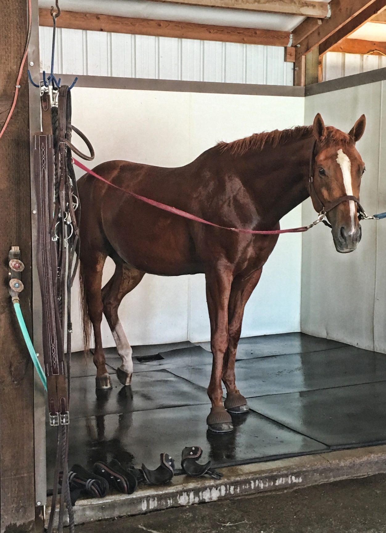 Stable Challenge 2017 - k.m.thornton & co., llc