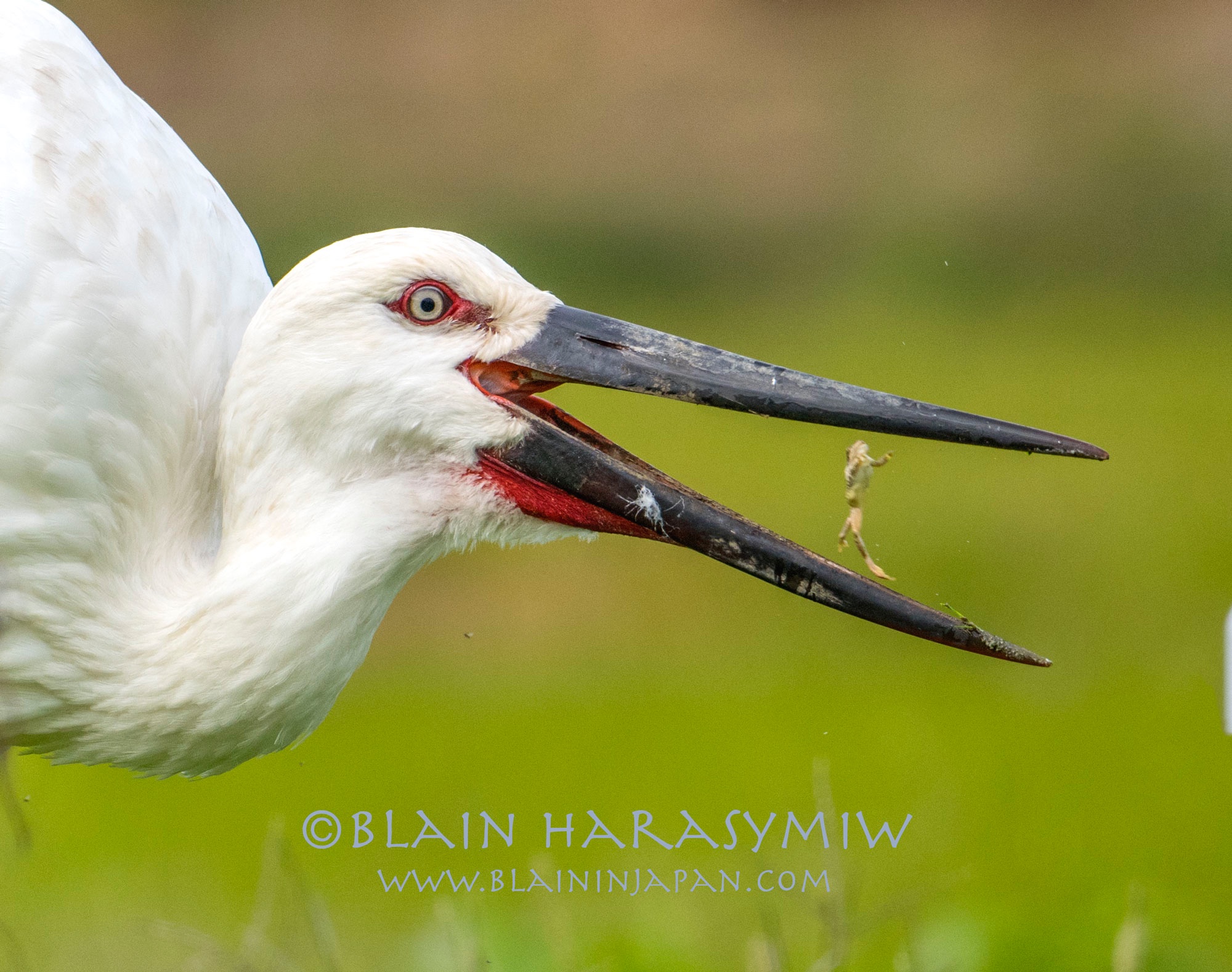Oriental Stork My Rarest of 2016 - Blain Harasymiw Photography