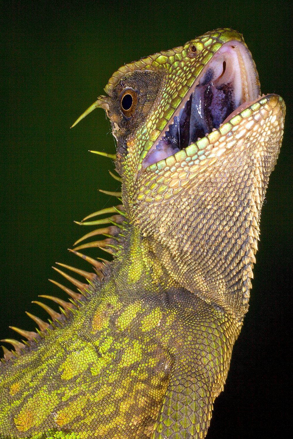 Reptiles and Other Exotics - Jim Zuckerman photography & photo tours