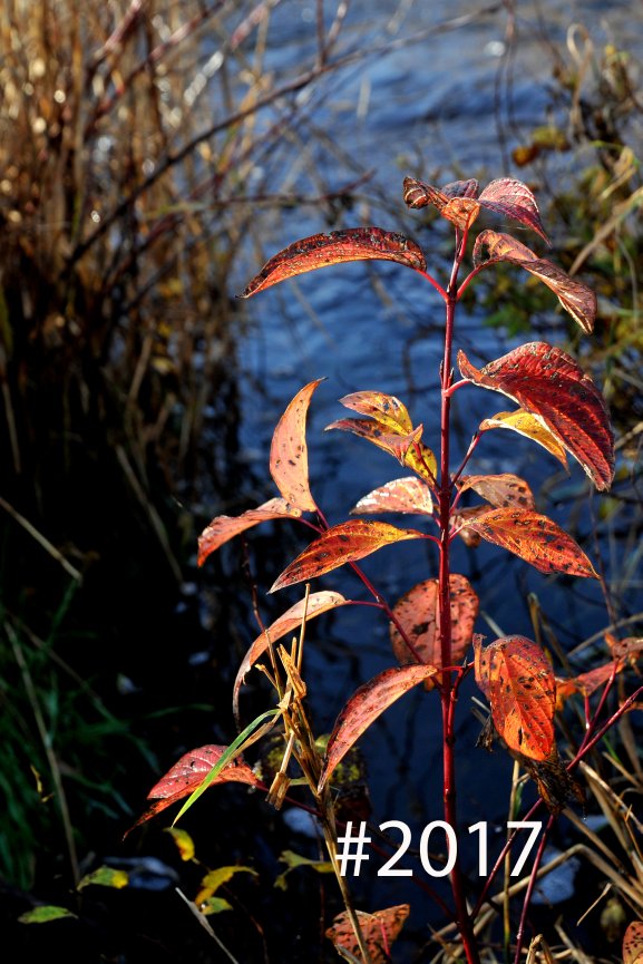 Bidgoods Park Scenes - Power Photography