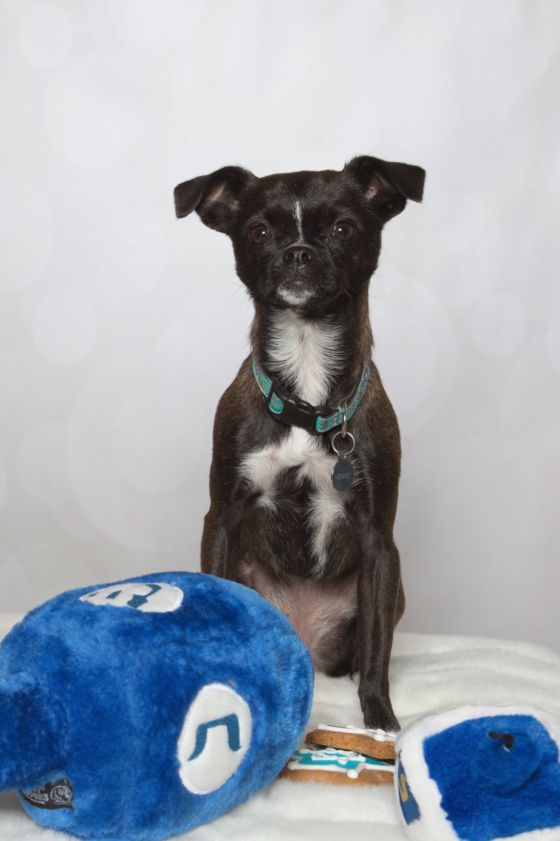 Check Out Our Holiday Photo Shoot at Maxwell Dog!