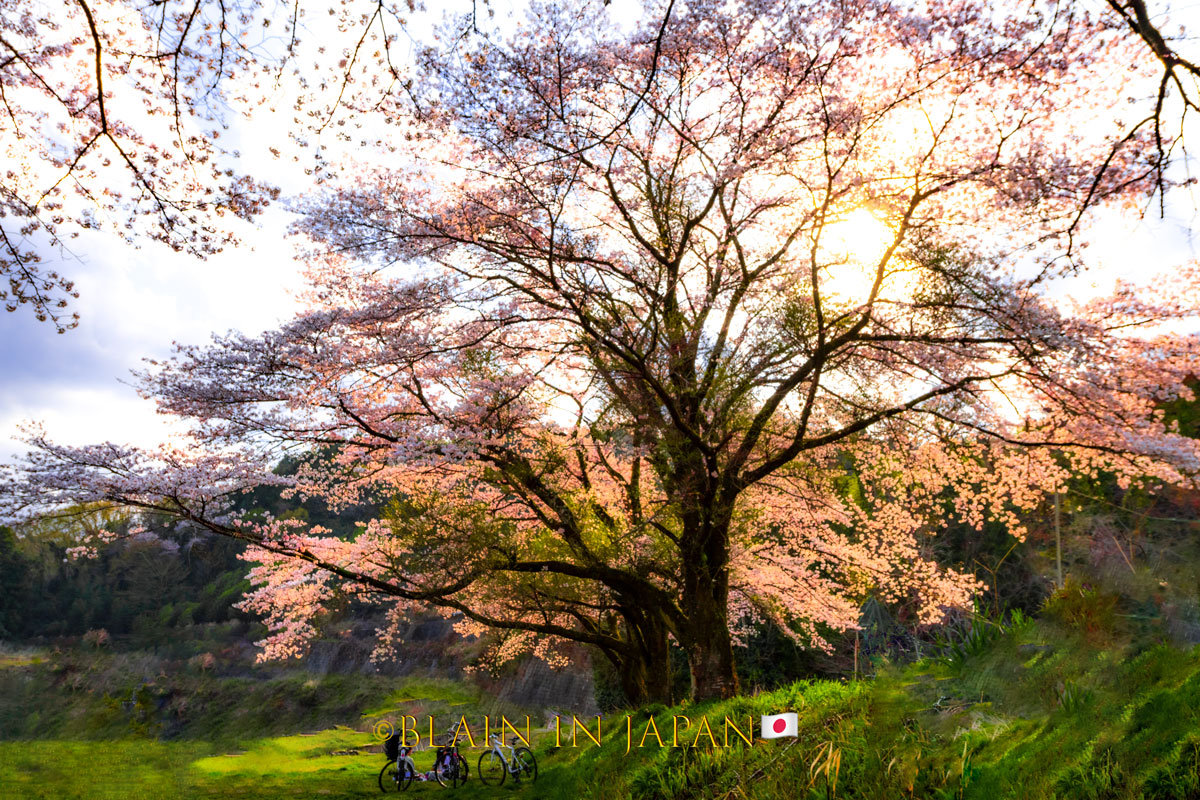 The Three Greatest Sakura Cherry Blossom Trees of Japan - JAPAN DREAMSCAPES