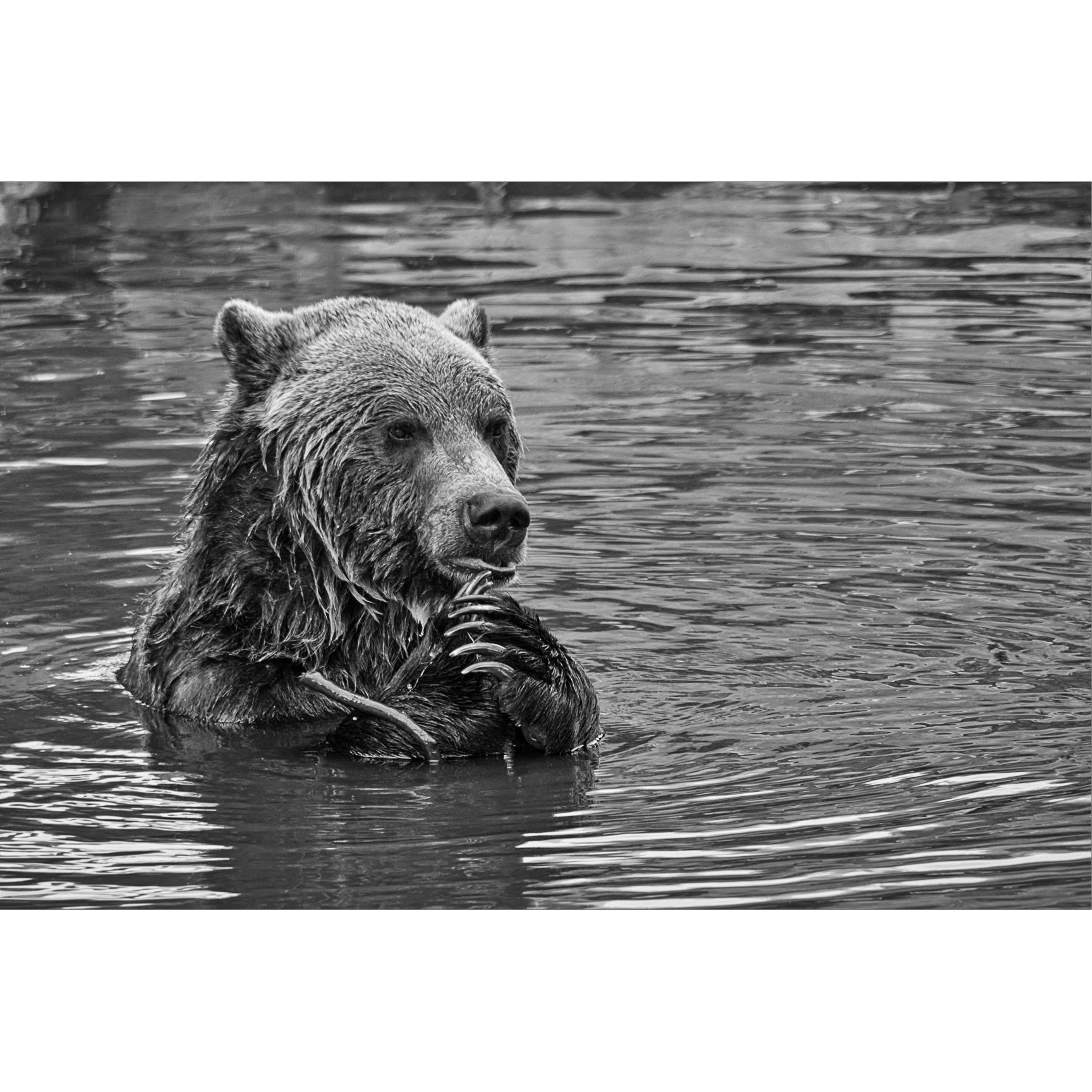 Wildlife Photography Prints | Fine Art Store | Andrea Bruns