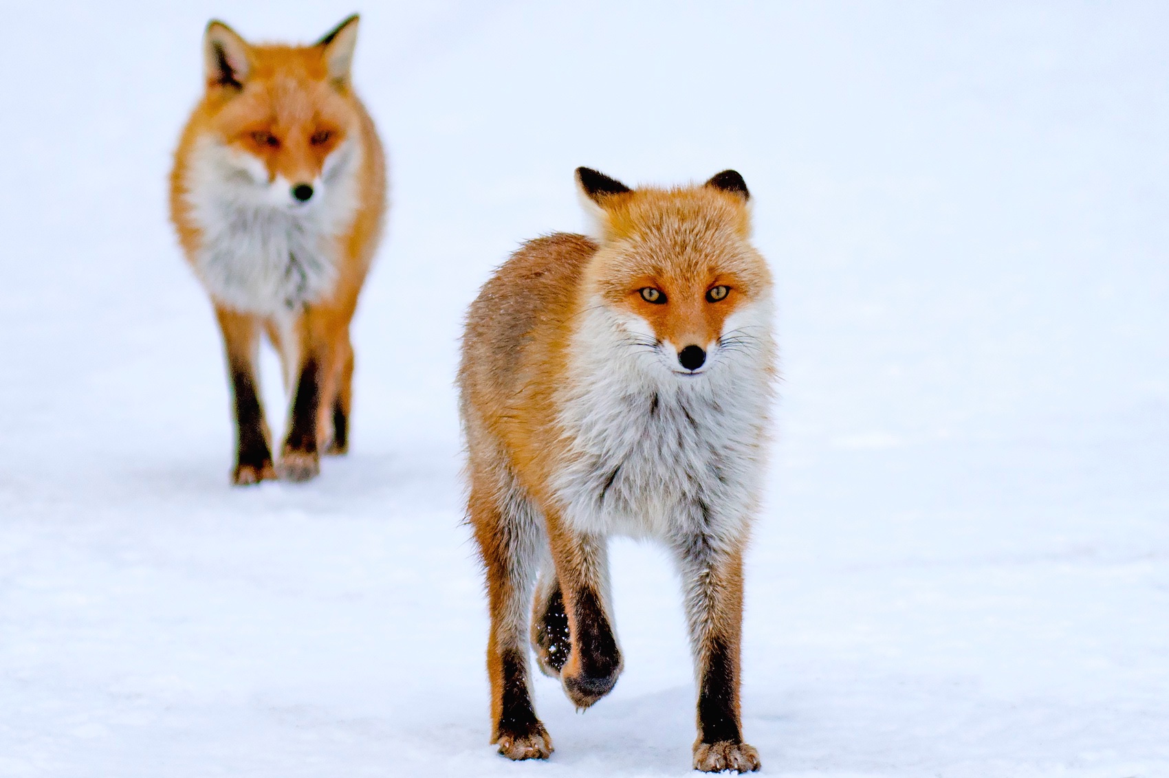 Wildlife of Japan Photography Gallery | Blain Harasymiw Photography