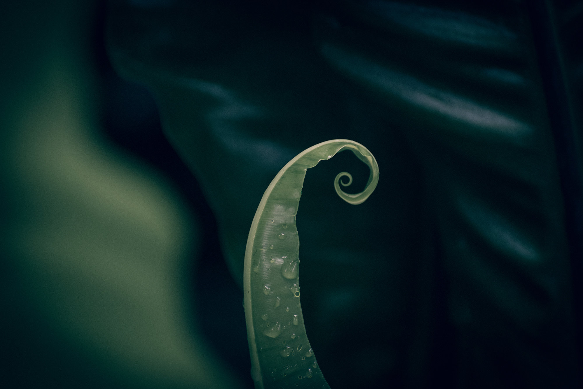 LEAVES & SEEDS | Susan Phelps Photography | WOKINGHAM