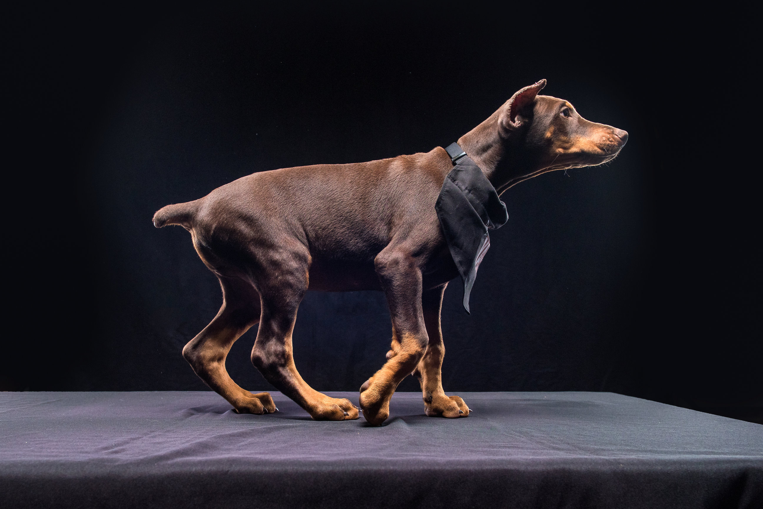 Doberman Portraits - Pet Photography