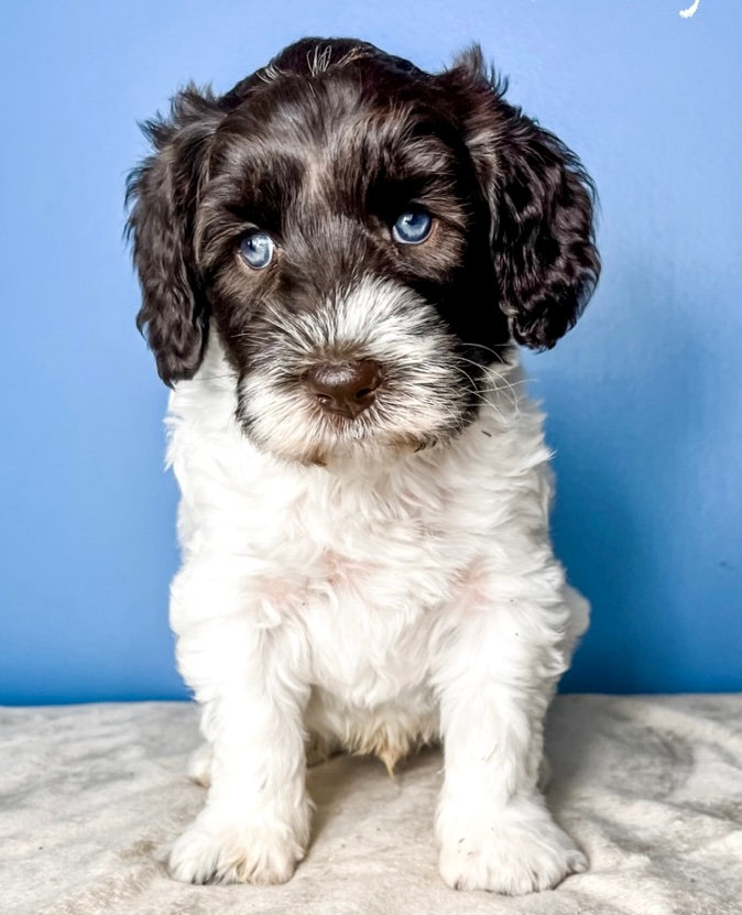 Blue Eyed Puppies - Heritage Manor Labradoodles