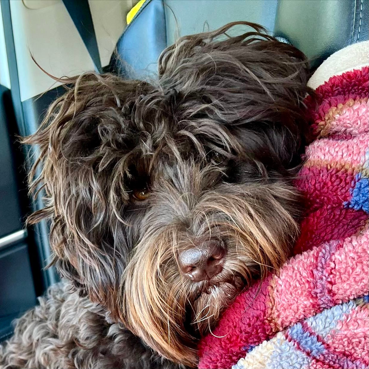 Heritage Manor Labradoodles | Ohio Australian Labradoodle Breeder