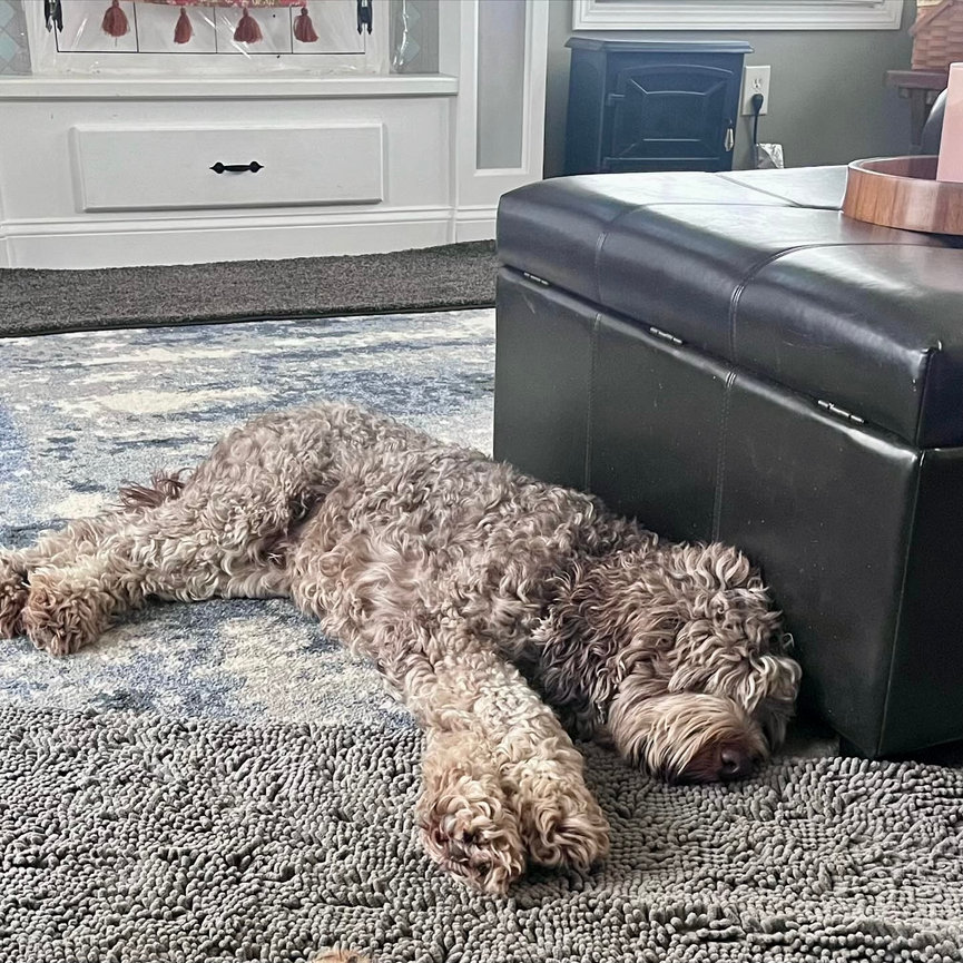 HERO - Heritage Manor Labradoodles