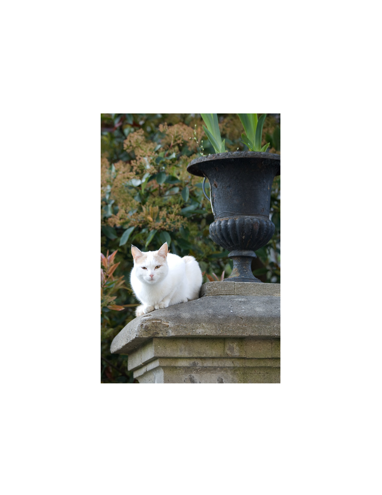 Parisian Cat - John M Alexander